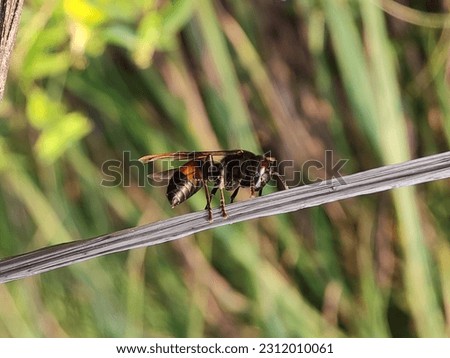 ASIAN-PREDATORY-WASP Stock Photos and Images - Avopix.com