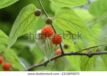 AGGREGATE-FRUIT Stock Photos and Images - Avopix.com