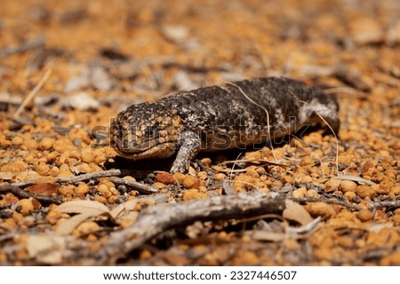 TWO-HEADED-SKINK Stock Photos and Images - Avopix.com