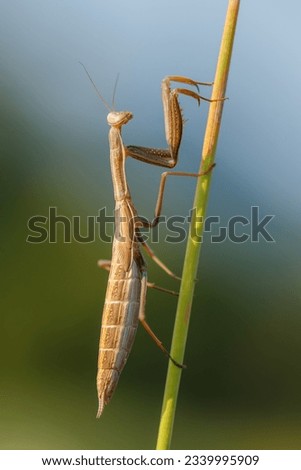 RAPTORIAL-LEG Stock Photos and Images - Avopix.com