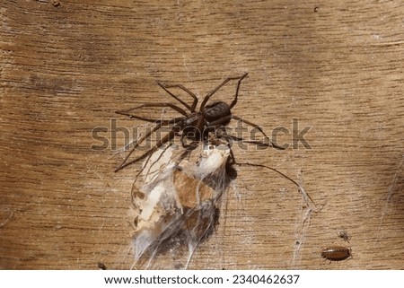 DUST-SPIDER Stock Photos and Images - Avopix.com