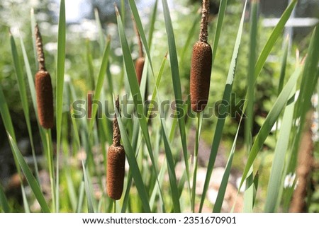 GENUS-TYPHA Stock Photos and Images - Avopix.com
