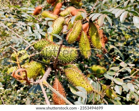 FEVER-NUT Stock Photos and Images - Avopix.com
