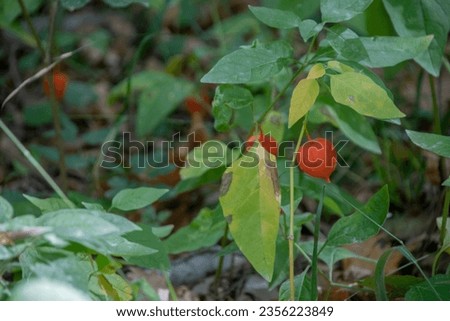 CALIX Stock Photos and Images - Avopix.com