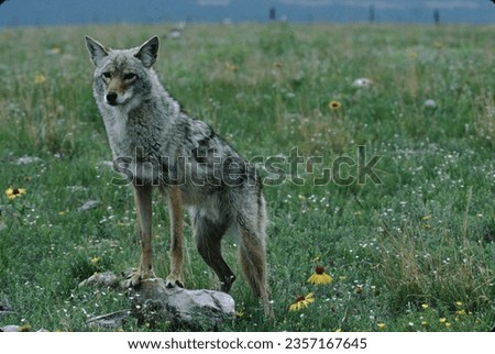 DROOPING-TAIL Stock Photos and Images - Avopix.com