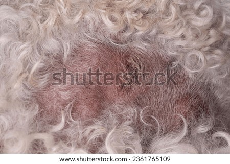 RINGWORM-DOG Stock Photos and Images - Avopix.com