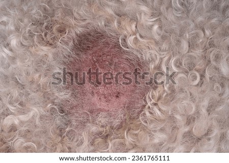 RINGWORM-DOG Stock Photos and Images - Avopix.com