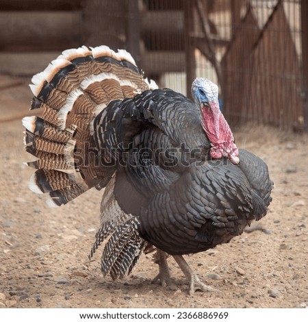 DROOPING-TAIL Stock Photos and Images - Avopix.com