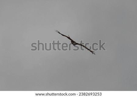 RAPTOR-AVIARY Stock Photos and Images - Avopix.com