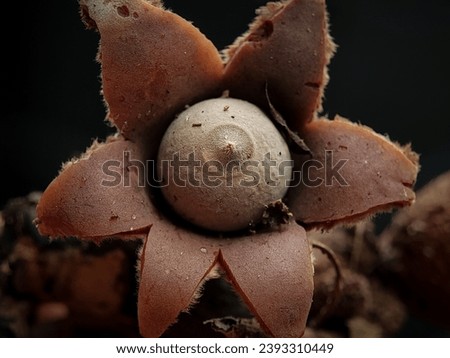 PERIDIUM Stock Photos and Images - Avopix.com