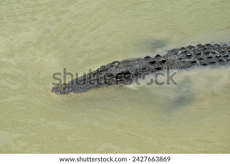 CROCODILE-INFESTED-WATER Stock Photos and Images - Avopix.com