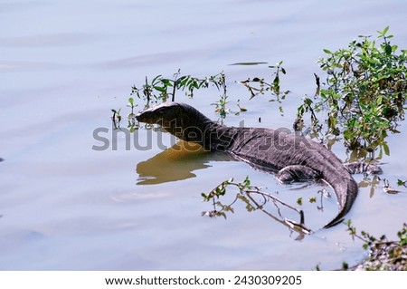 VARANID Stock Photos and Images - Avopix.com