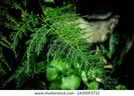 MEGAPHYLLS Stock Photos and Images - Avopix.com