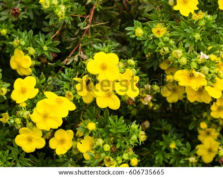 TUNDRA-ROSE Stock Photos and Images - Avopix.com
