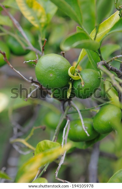 Image Blue Mandarin Stock Photo 194105978 | Shutterstock