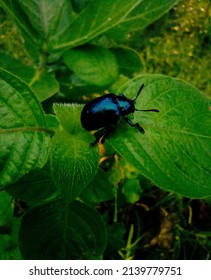 Image Blue Milkweed Beetle Chrysochus Cobaltinus Stock Photo 2139779751 ...