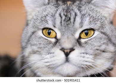 Image Cat Close Stock Photo 501901411 | Shutterstock