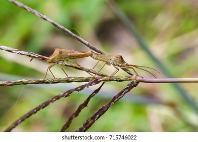51 imágenes de Cletus - Imágenes, fotos y vectores de stock | Shutterstock