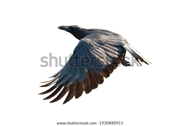 Image Crow Flapping Wings Isolated On Stock Photo 1930880915 | Shutterstock