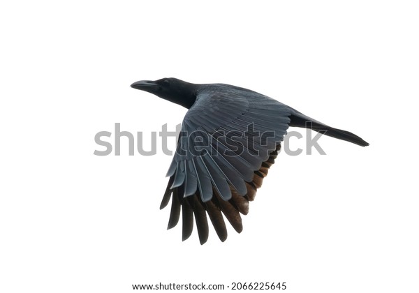 Image Crow Flapping Wings Isolated On Stock Photo 2066225645 | Shutterstock