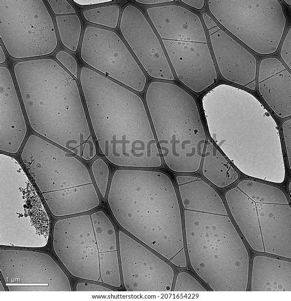 Image Cryogenic Electron Microscope Several Nanoparticles Stock Photo ...