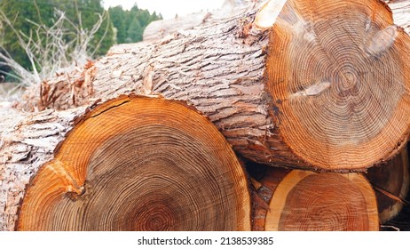 99,750 Cedar tree background Images, Stock Photos & Vectors | Shutterstock