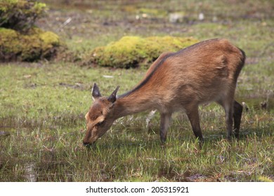 58 Yakushima deer Images, Stock Photos & Vectors | Shutterstock