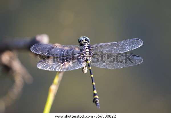 Image Dragonfly Perched On Tree Branch Stock Photo (Edit Now) 556330822