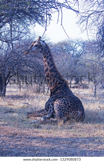 Image Giraffe Lying Down Stock Photo 1329080873 | Shutterstock