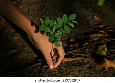 4,911 Uprooting plants Images, Stock Photos & Vectors | Shutterstock