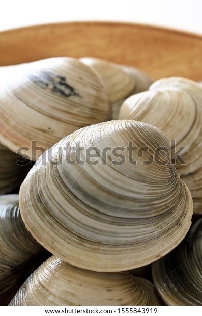 Image Hard Shell Clam Stock Photo 1555843919 | Shutterstock