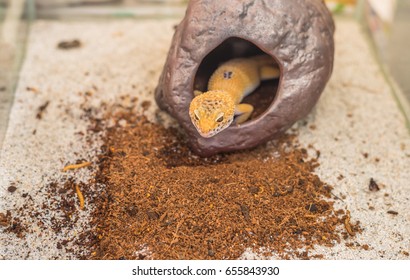 352 Smiling leopard gecko Images, Stock Photos & Vectors | Shutterstock