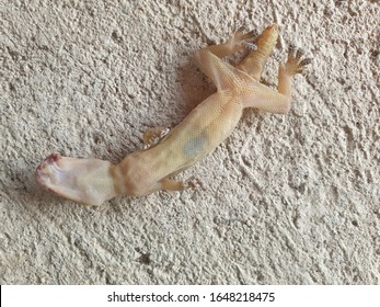 256 Lizard upside down Images, Stock Photos & Vectors | Shutterstock