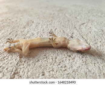 256 Lizard upside down Images, Stock Photos & Vectors | Shutterstock