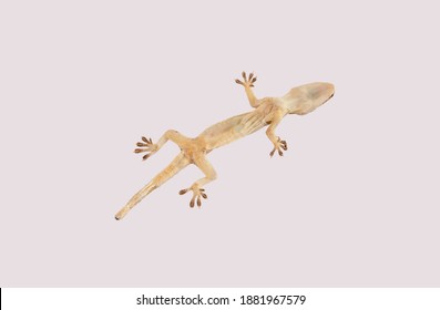 256 Lizard upside down Images, Stock Photos & Vectors | Shutterstock
