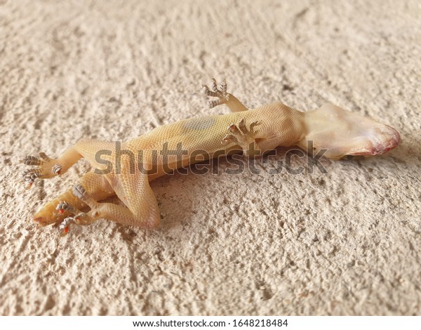 Image Lizard Lying Upside Down Stock Photo 1648218484 | Shutterstock
