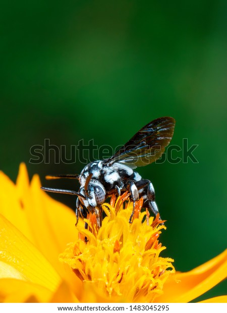 Image Neon Cuckoo Bee Thyreus Nitidulus Stock Photo 1483045295 ...