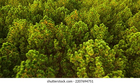 Image Pine Tree Top Canopy Stock Photo 2207694751 | Shutterstock
