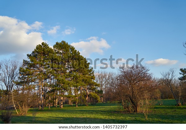 Image Pine Trees Spring Park Stock Photo 1405732397 | Shutterstock