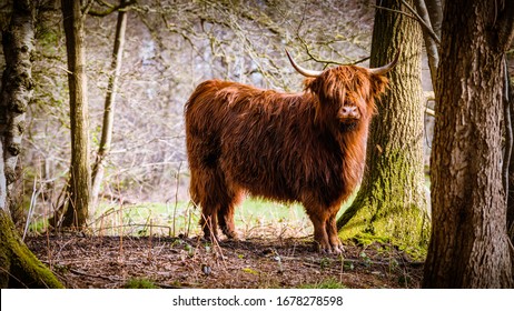 5,037 Highland cow face Images, Stock Photos & Vectors | Shutterstock