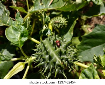 Image Red Weevil Beetle Stock Photo 1237482454 | Shutterstock