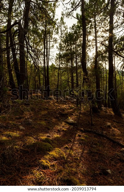 Image Shadow Cast By Trees On Stock Photo 2039013794 | Shutterstock