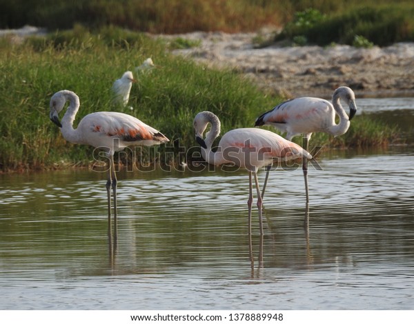 Image Shown Conical Bird Like Andean Stock Photo 1378889948 | Shutterstock