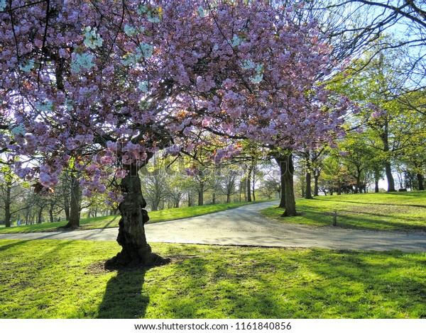 Image Springtime Park Stock Photo (Edit Now) 1161840856