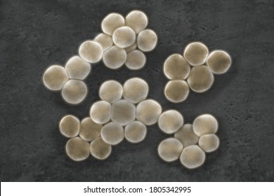 Free Stock Photo of Staphylococcus aureus | Download Free Images and ...