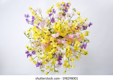 2,142 Yellow sweet pea flowers Images, Stock Photos & Vectors ...
