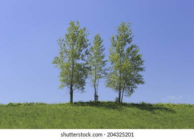 Image Three Tree Stock Photo 204325201 | Shutterstock