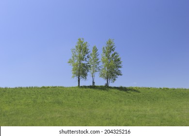 Image Three Tree Stock Photo 204325216 | Shutterstock
