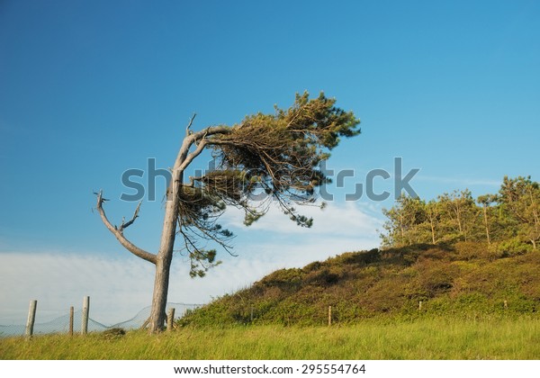 Image Tree Bowing Wind On Spring Stock Photo 295554764 | Shutterstock