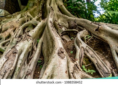 Large Tree Roots Cover Building Stock Photo 1753807355 | Shutterstock